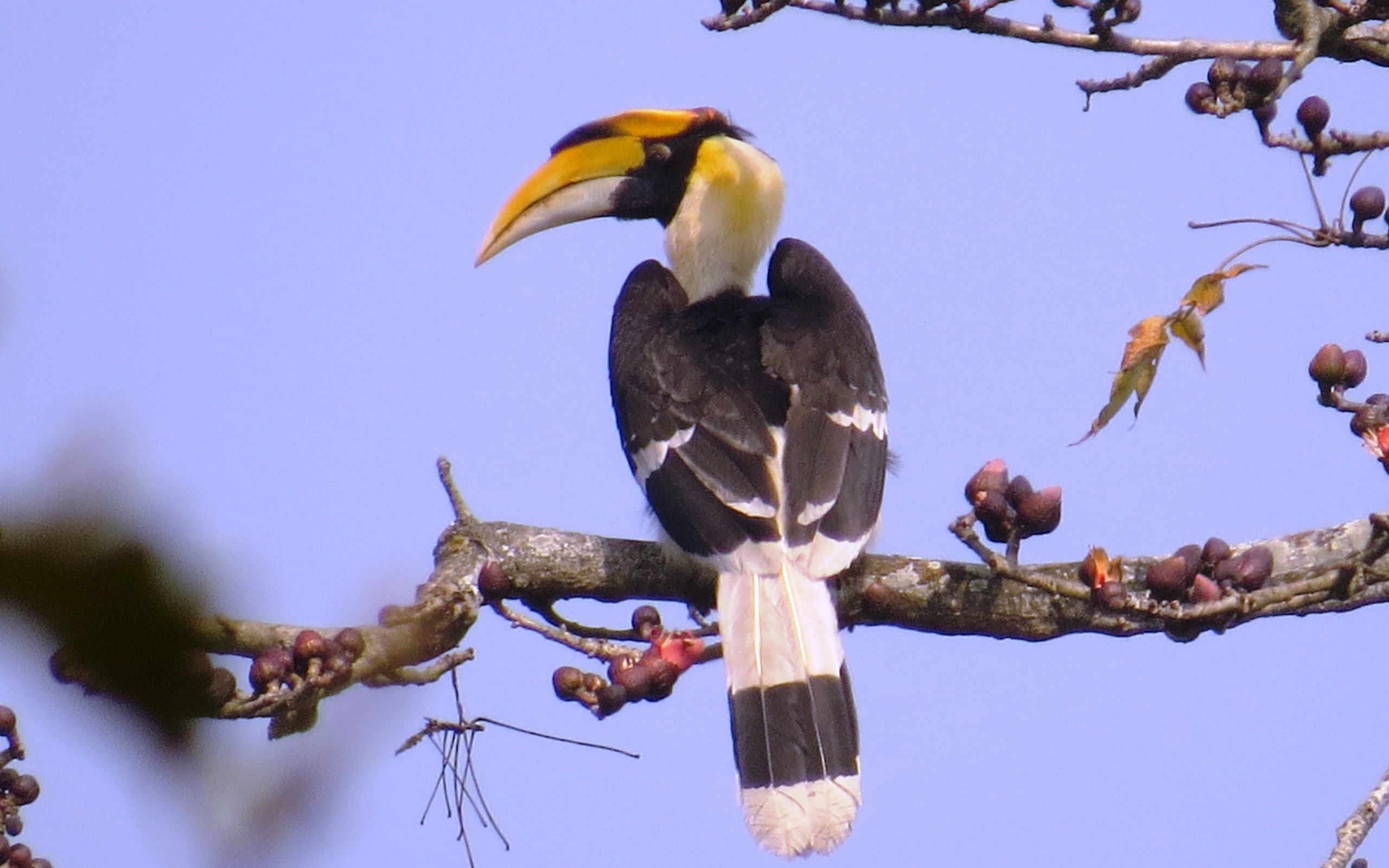 Home - Nepal Conservation and Research Center