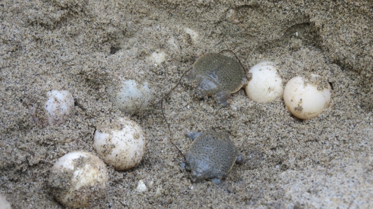 Softshell_Turtle - Nepal Conservation and Research Center