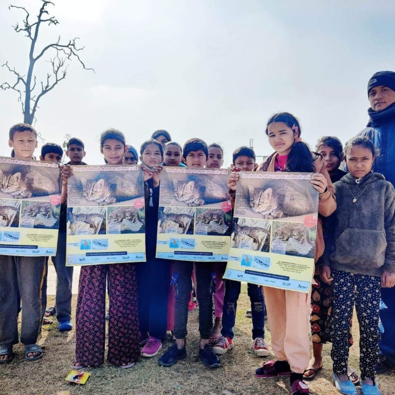 Rusty-spotted Cat Conservation Campaign - Nepal Conservation and ...