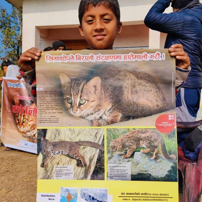 Rusty-Spotted Cat - Nepal Conservation and Research Center