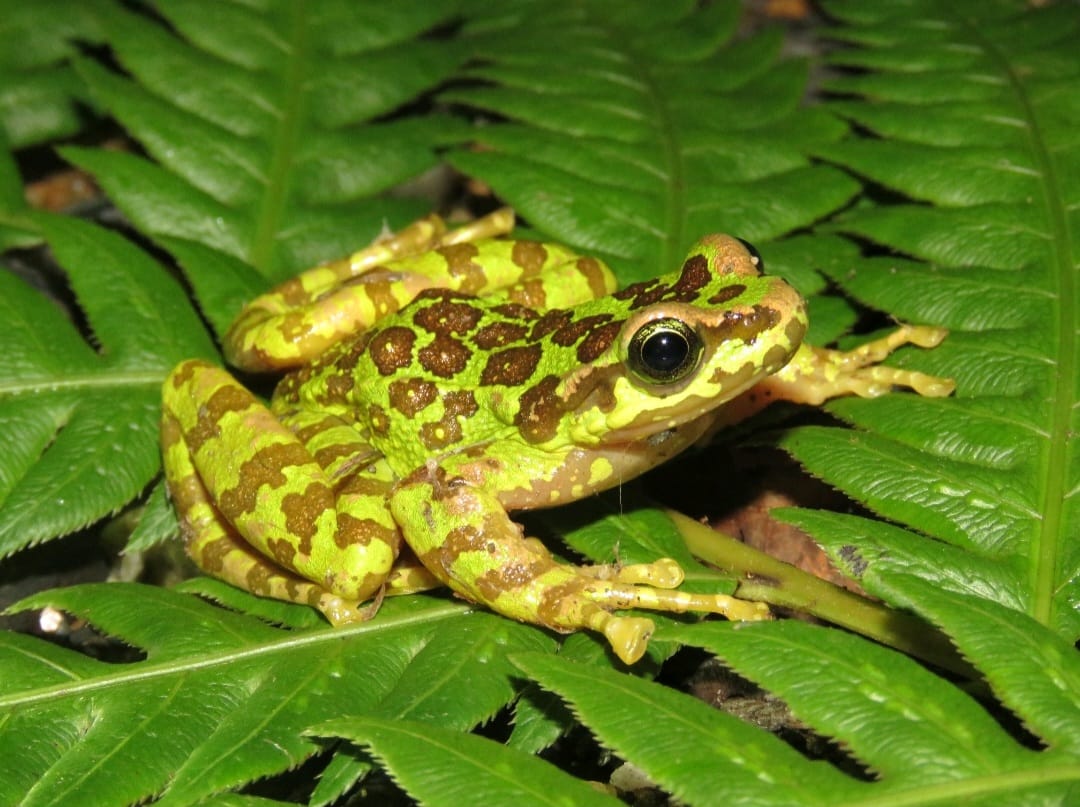 Himalayan Frogs Conservation Initiative in Nepal - Nepal Conservation ...