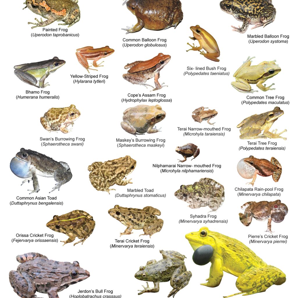 Himalayan Frogs Conservation Initiative in Nepal - Nepal Conservation ...