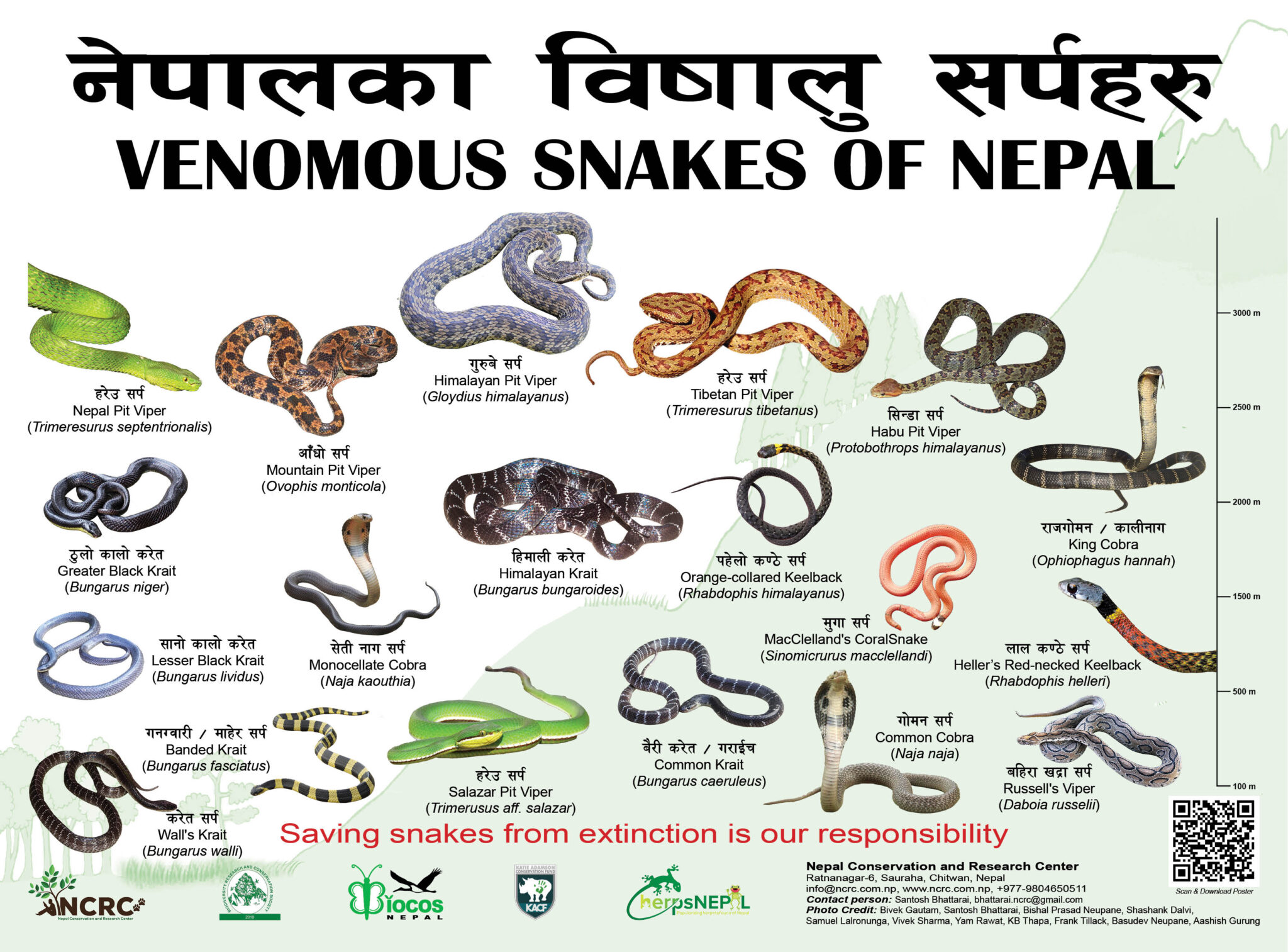 Venomous snakes of Nepal - Nepal Conservation and Research Center