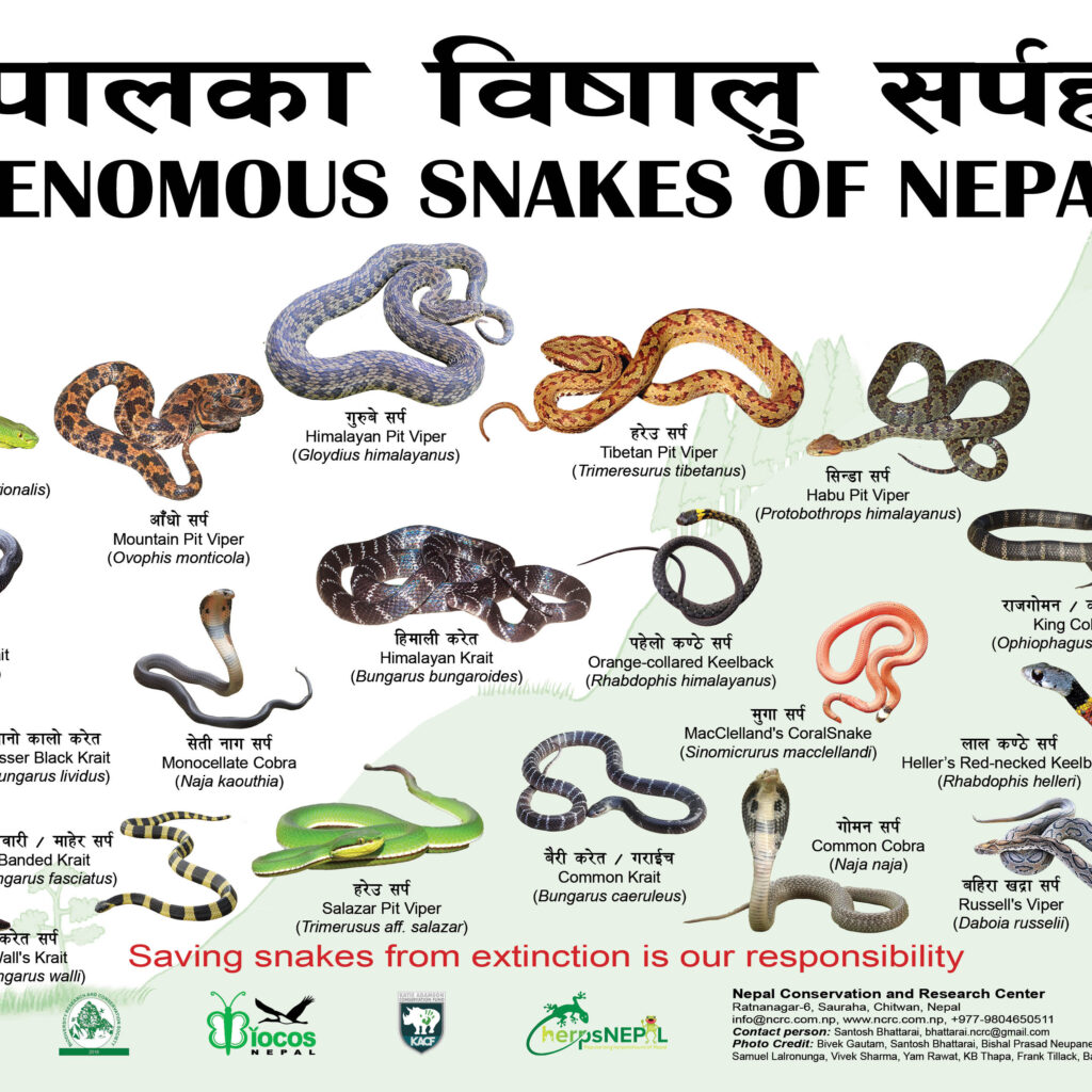 Conservation and Ecology of Critically Endangered Dark Sitana (Sitana ...